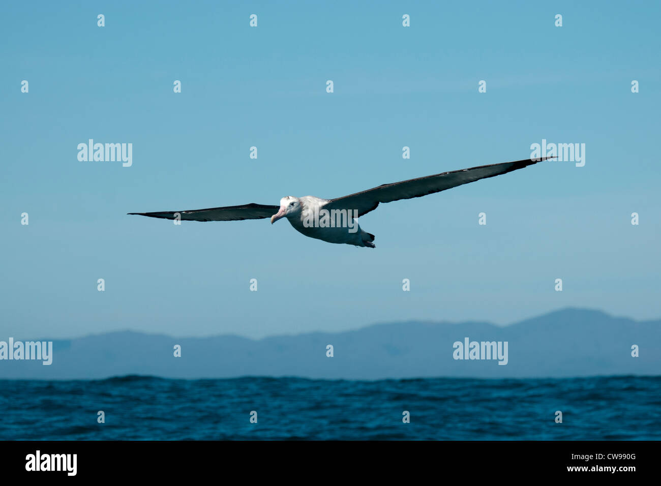 Wandering Albatross flying over the Pacific Ocean near the coast of ...