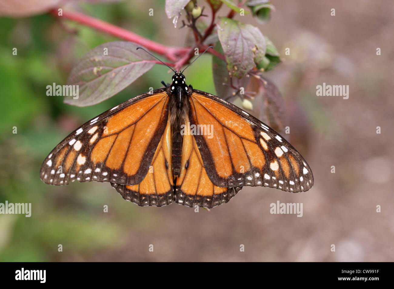 Monarch milkweed insects hi-res stock photography and images - Alamy