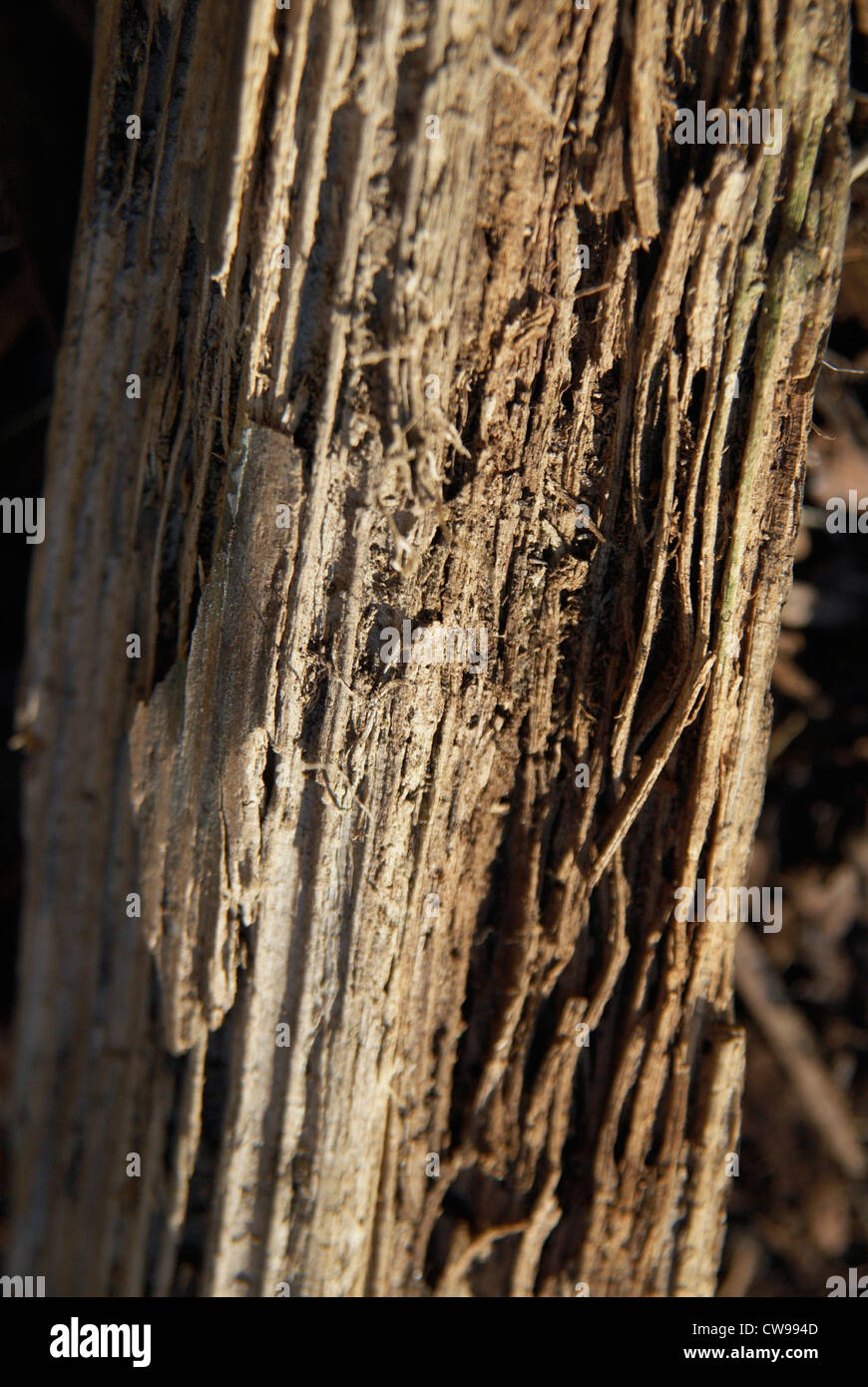 Timber with white rot under humid condition Stock Photo - Alamy