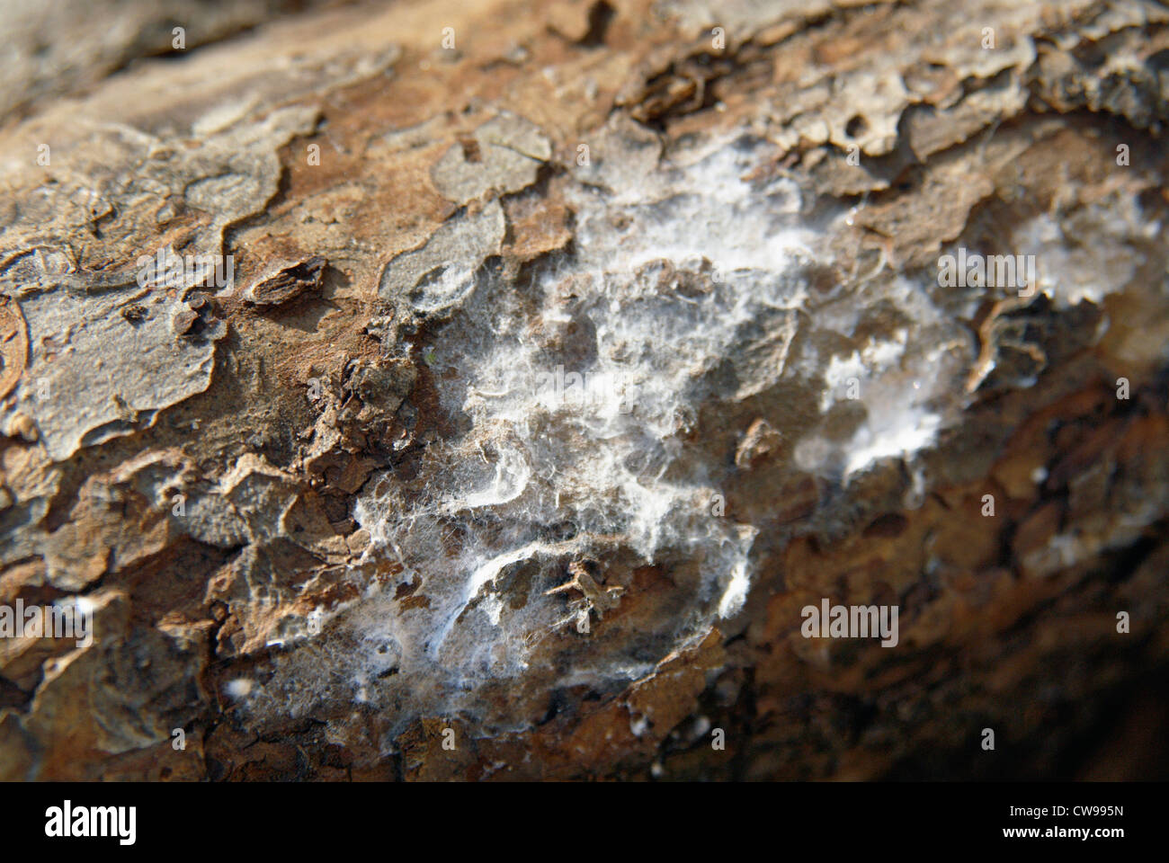Timber with white rot Stock Photo - Alamy