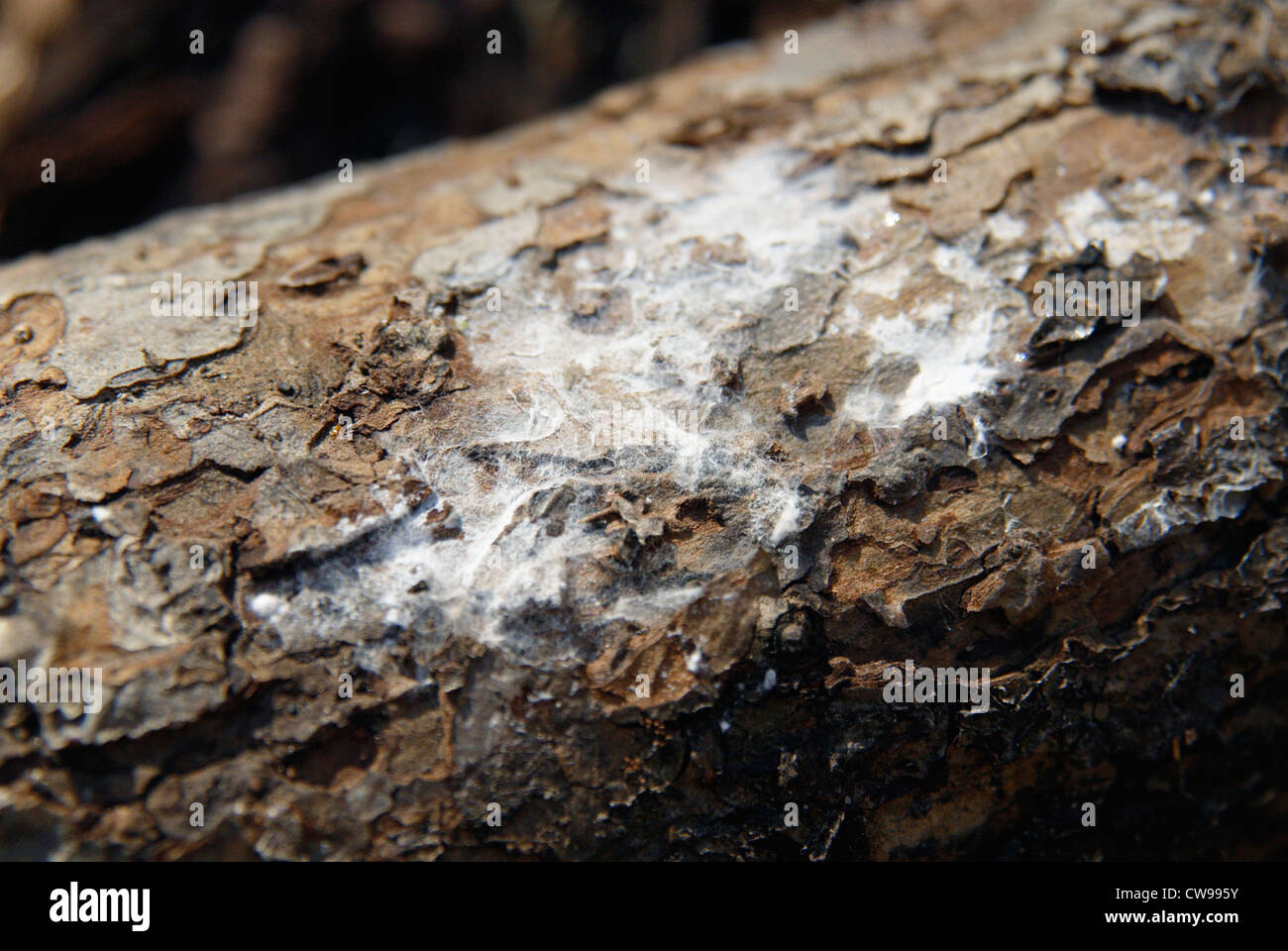 Timber rotting fungi hi-res stock photography and images - Alamy