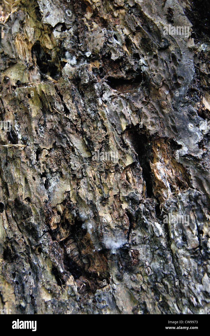 Timber with white rot Stock Photo - Alamy