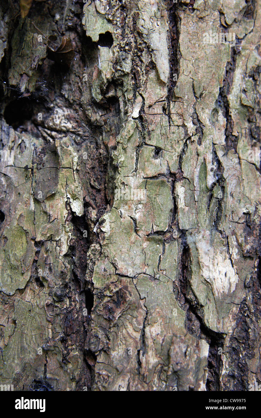 Timber with white rot Stock Photo - Alamy
