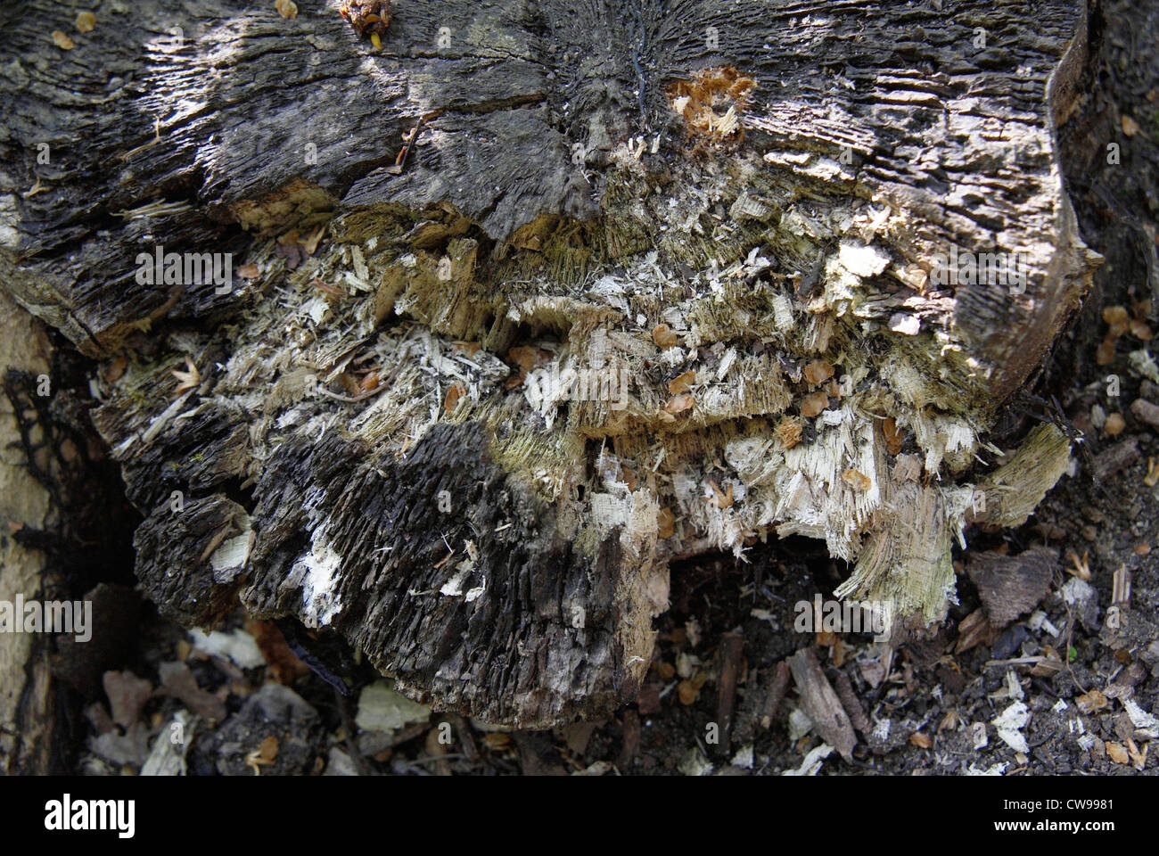 Timber rotting fungi hi-res stock photography and images - Alamy