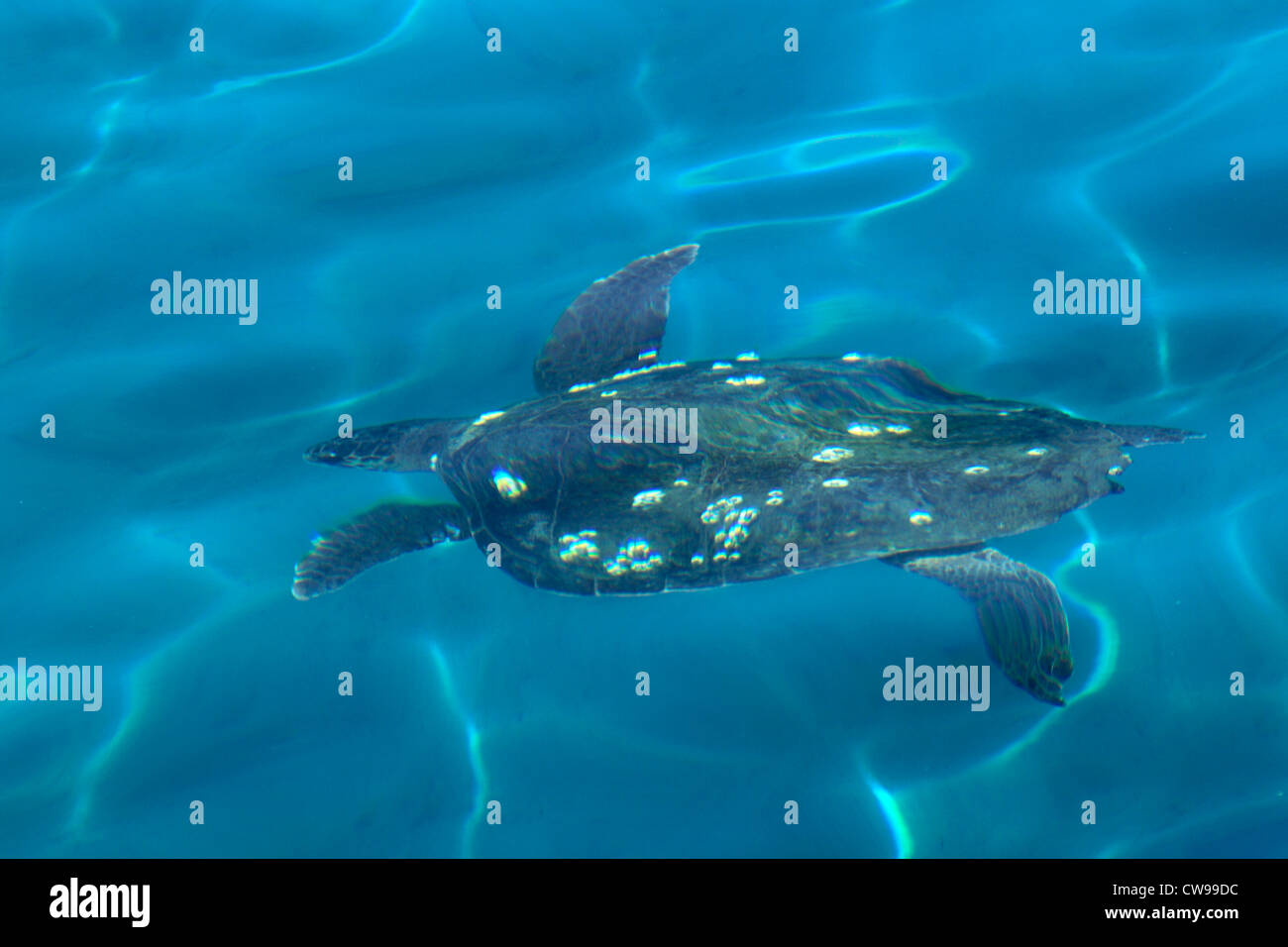 Loggerhead Turtle ( Carreta caretta ) in the sea at Laganas resort ...