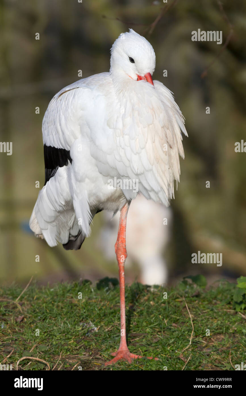 Stork one leg hi-res stock photography and images - Alamy