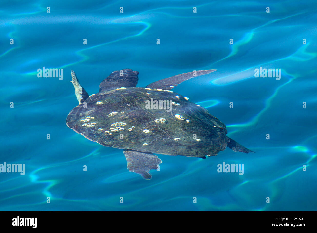 Loggerhead Turtle ( Carreta caretta ) in the sea at Laganas resort ...