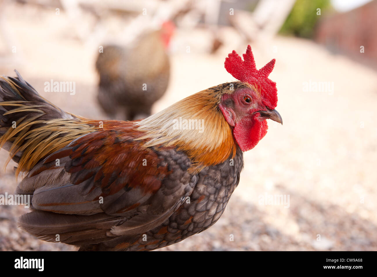 Japanese bantam hi-res stock photography and images - Alamy