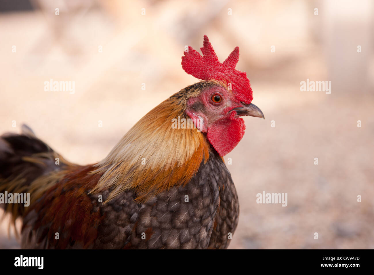Portrait of a Bantam Cockerel in a farmyard Stock Photo - Alamy