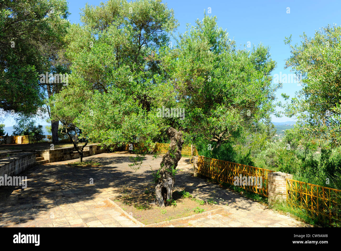 Tree on Strani Hill Zakynthos Greece Ionian Sea Mediterranean Island ...