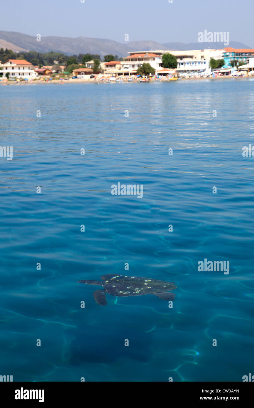 Loggerhead Turtle ( Carreta caretta ) in the sea at Laganas resort ...