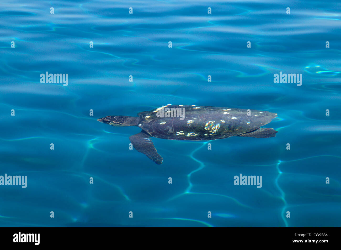 Loggerhead Turtle ( Carreta caretta ) in the sea at Laganas resort ...