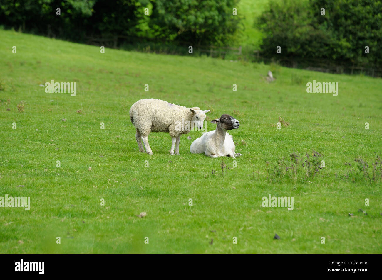 Couple sheep hi-res stock photography and images - Alamy