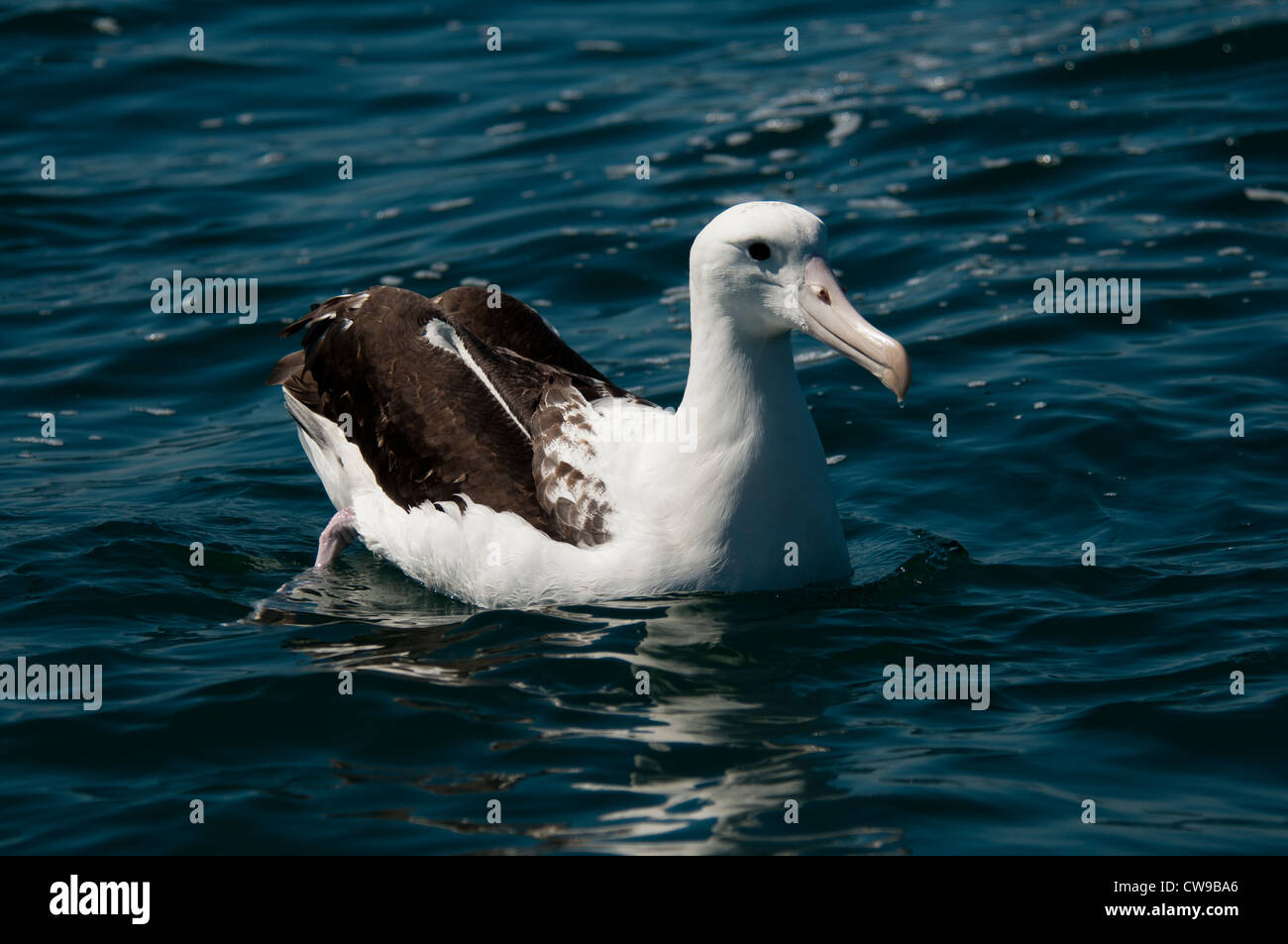 Northern royal albatros hi-res stock photography and images - Alamy