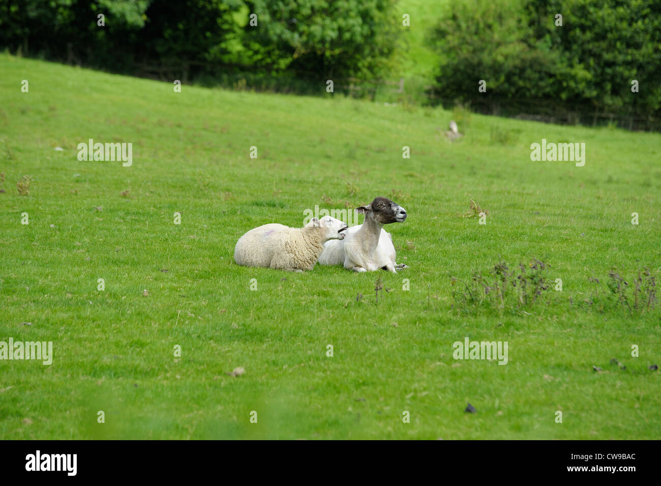 Sheep funny hi-res stock photography and images - Alamy