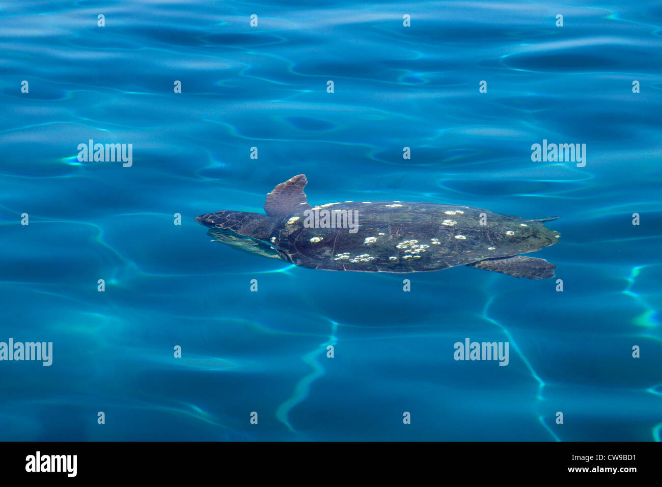 Loggerhead Turtle ( Carreta caretta ) in the sea at Laganas resort ...