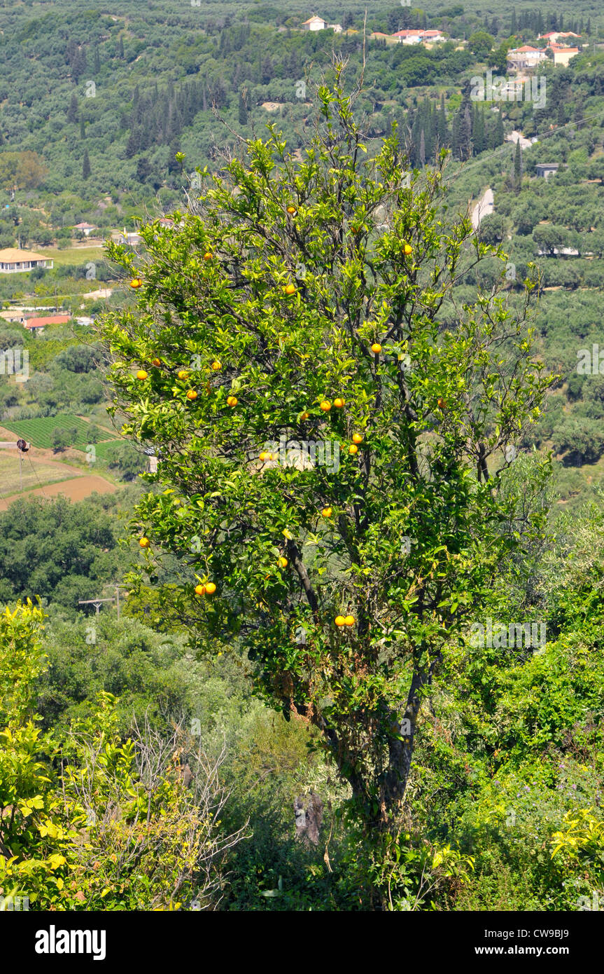 Lemon Tree Zakynthos Greece Ionian Sea Mediterranean Island Stock Photo ...
