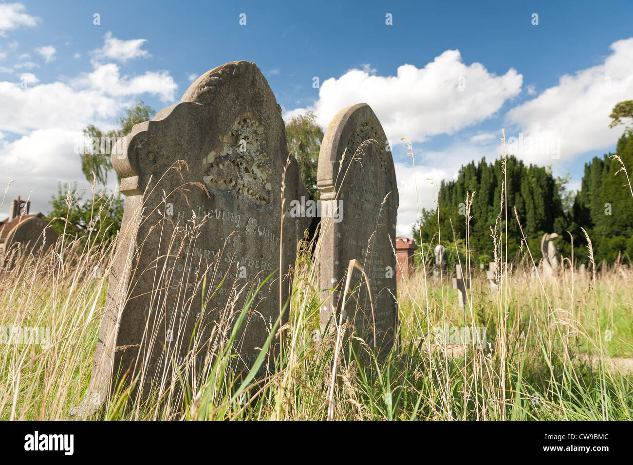 hidden graveyard left to play out natural wildlife colonization for a ...
