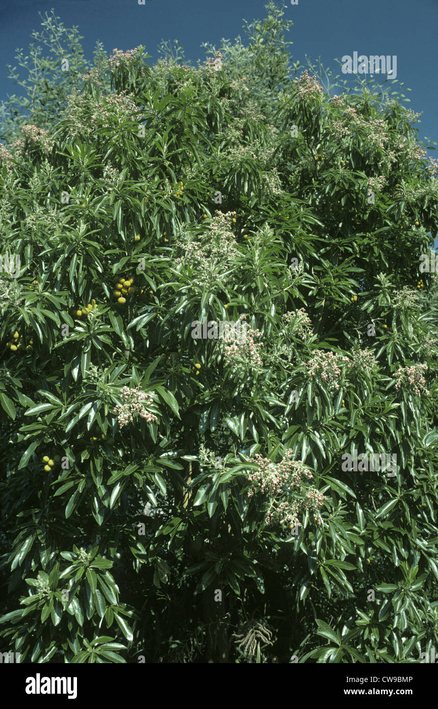 Strawberry Tree (Arbutus unedo Stock Photo - Alamy