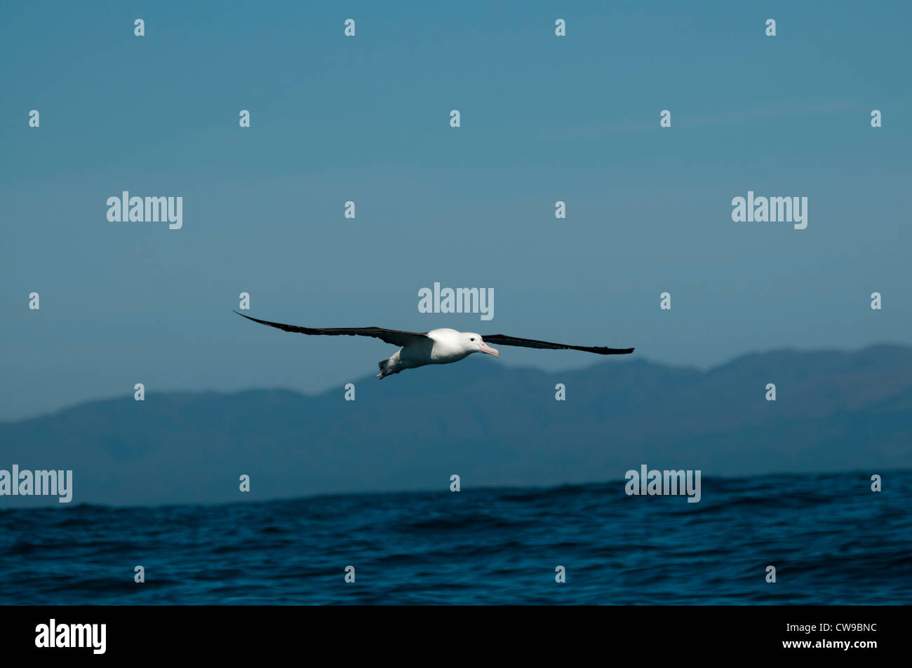 Northern Royal Albatross flying over the Pacific Ocean near the coast ...