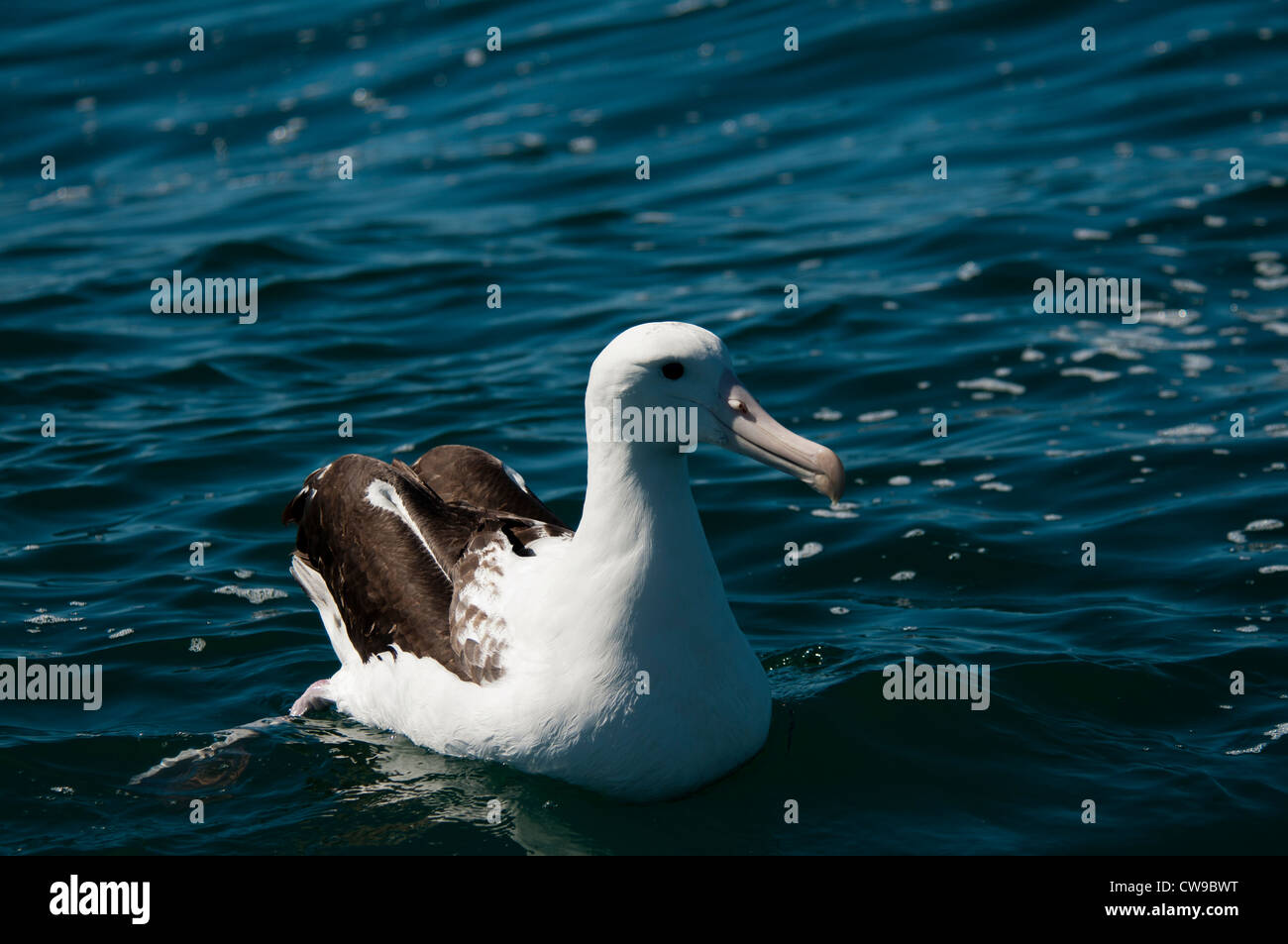 Northern Royal Albatros swimming in the Pacific Ocean near the coast of ...