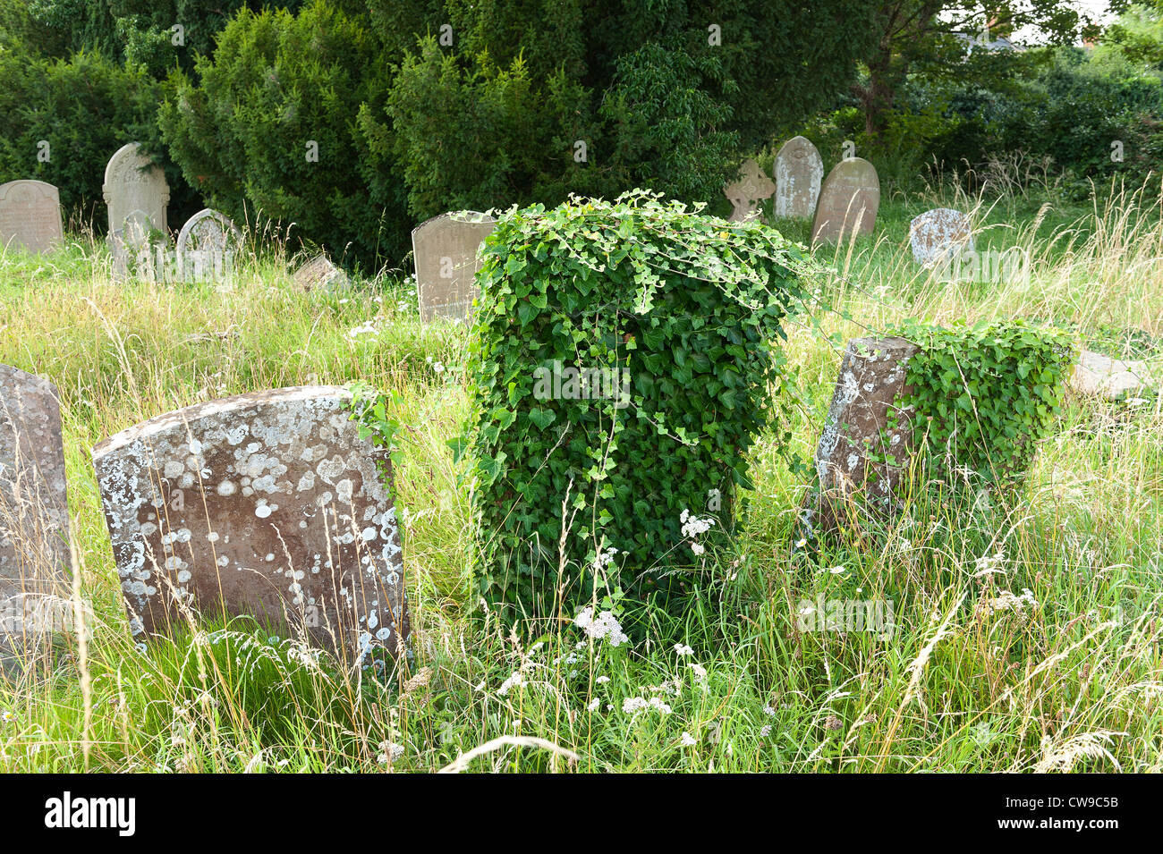 hidden graveyard left to play out natural wildlife colonization for a ...