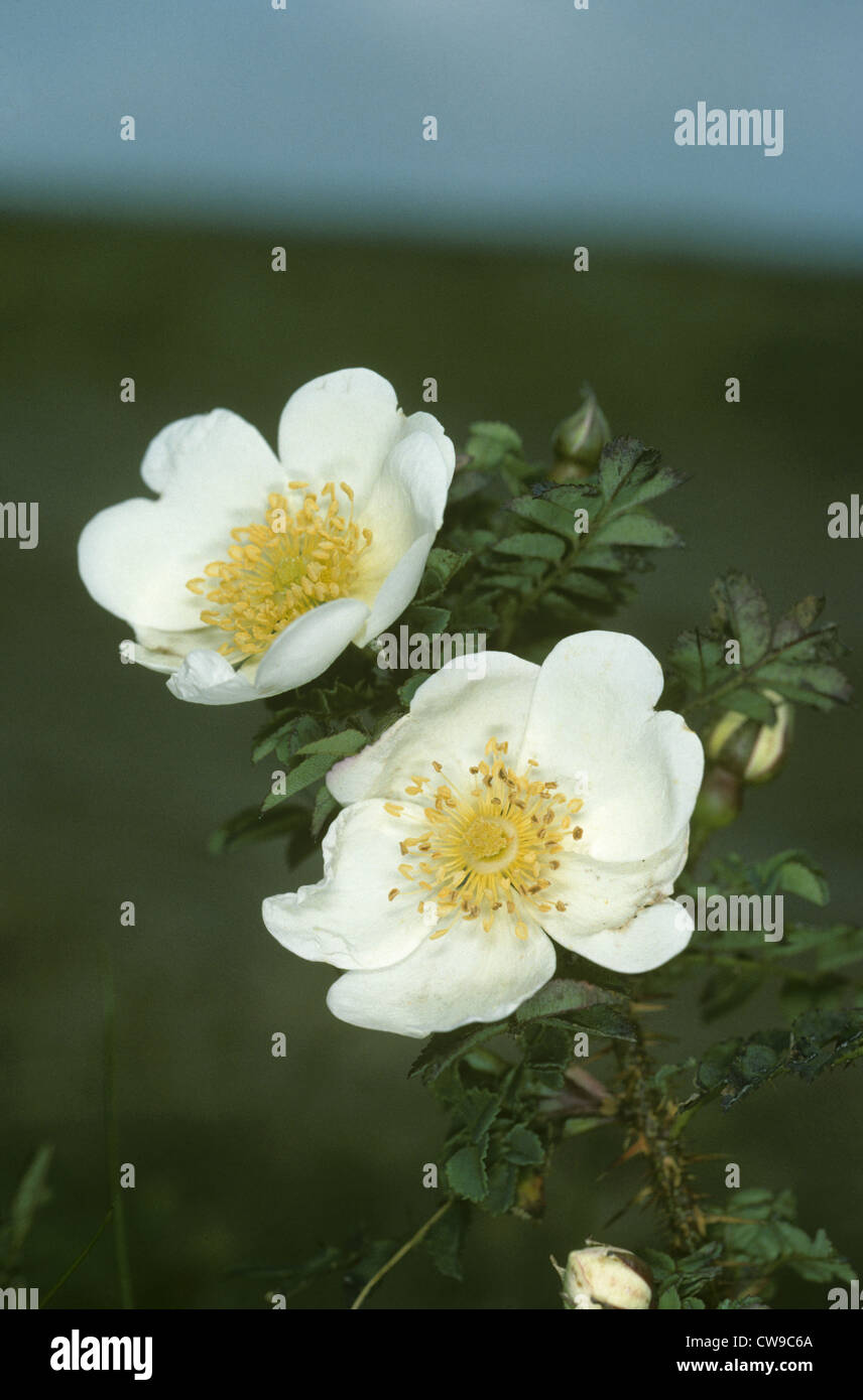 BURNET ROSE Rosa pimpinellifolia (Rosaceae Stock Photo - Alamy