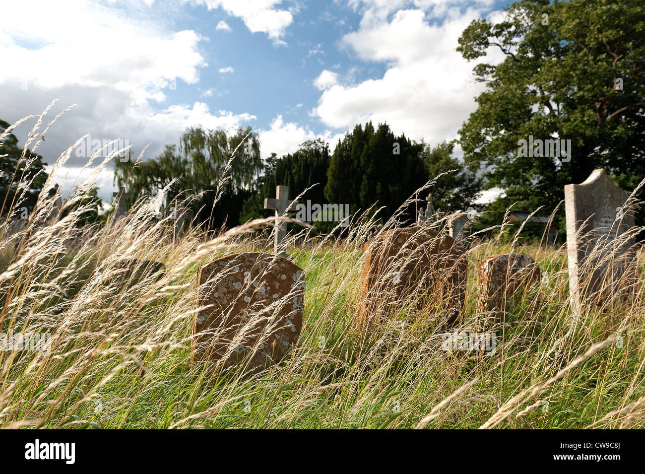 hidden graveyard left to play out natural wildlife colonization for a ...