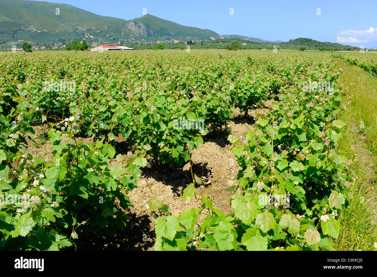 Greek farming greece grape vines hi-res stock photography and images ...