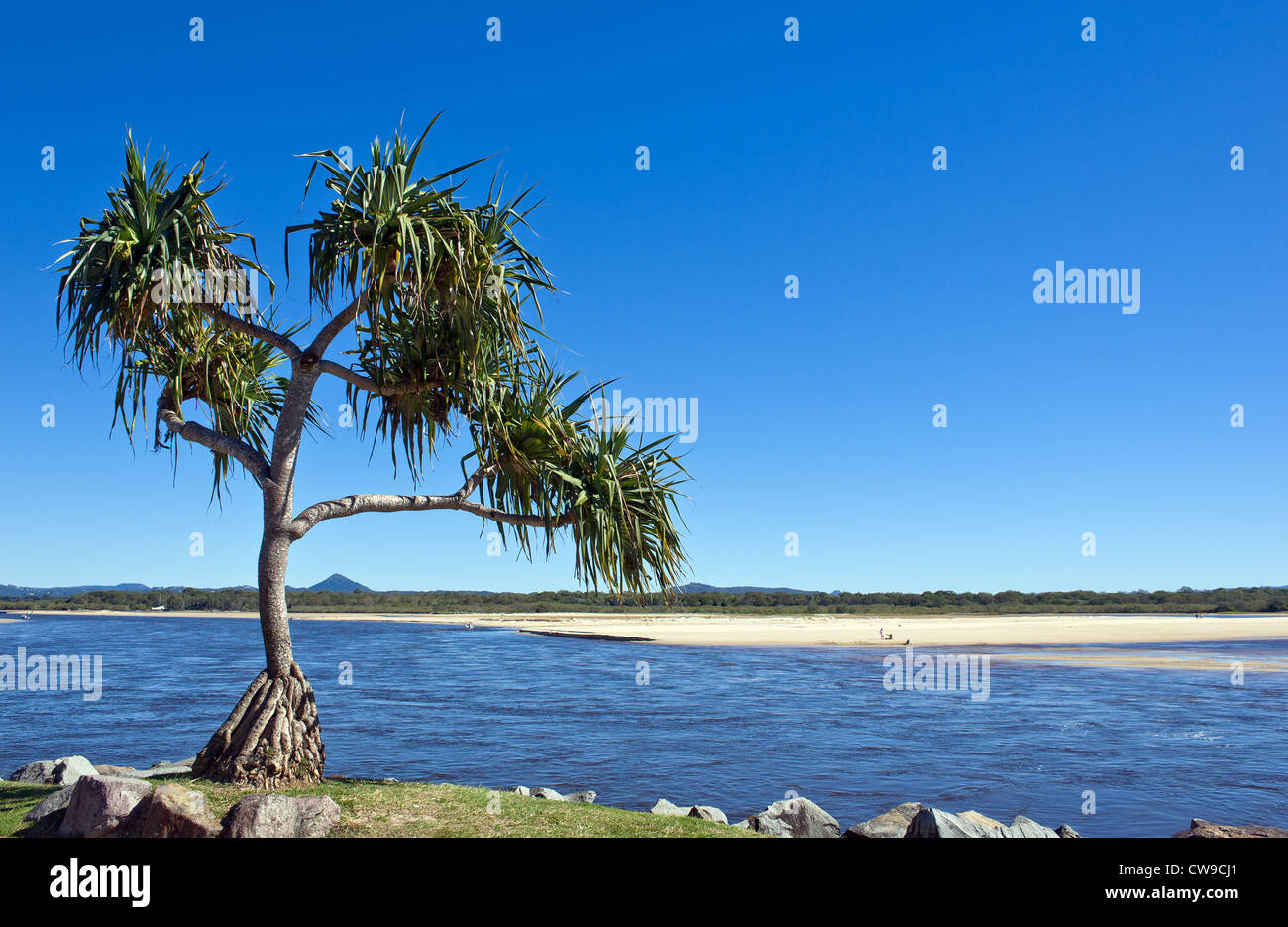 A tree on Noosa Spit at Noosa Head on the Sunshine Coast in Queensland ...