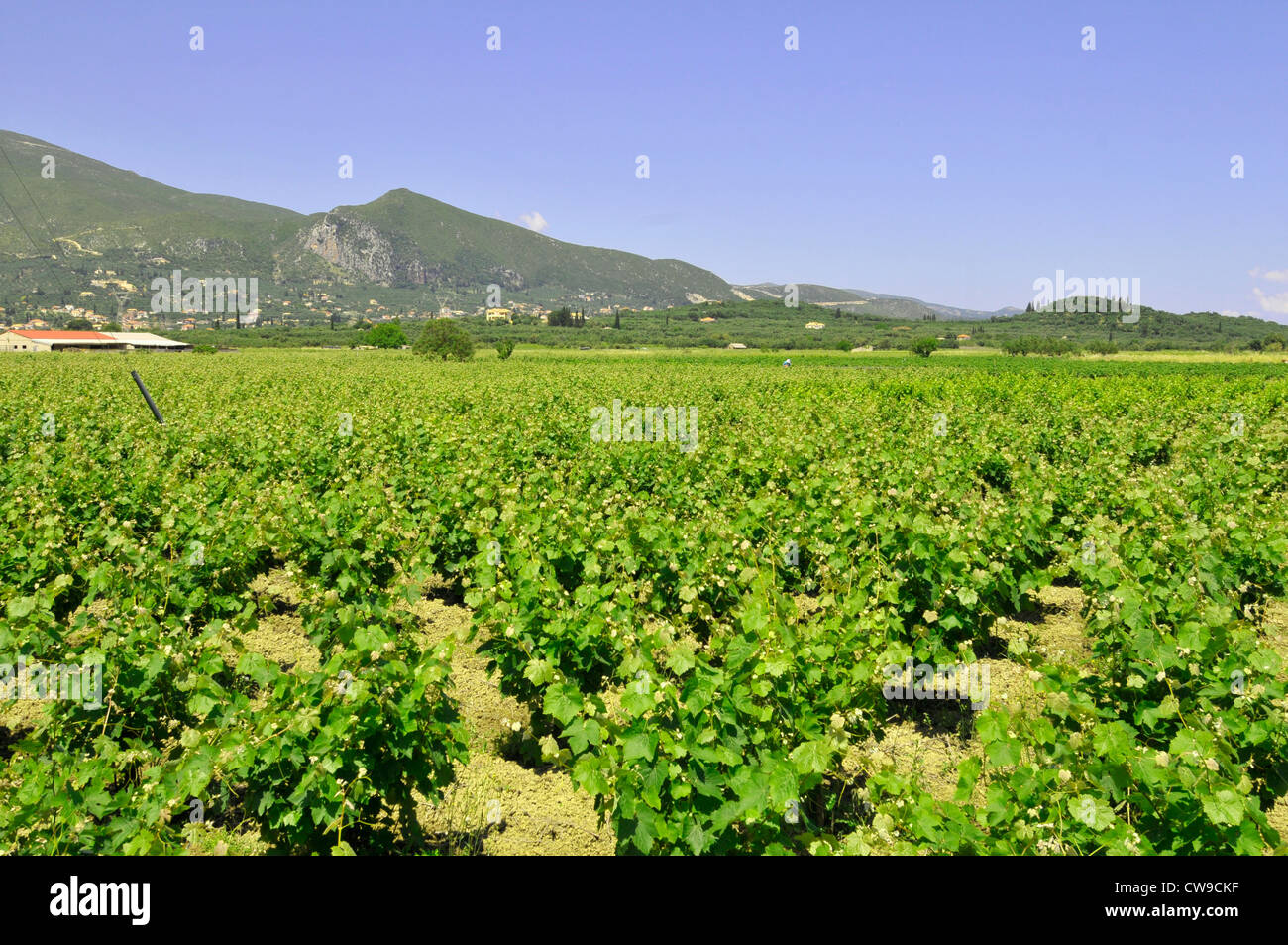 Greek farming greece grape vines hi-res stock photography and images ...
