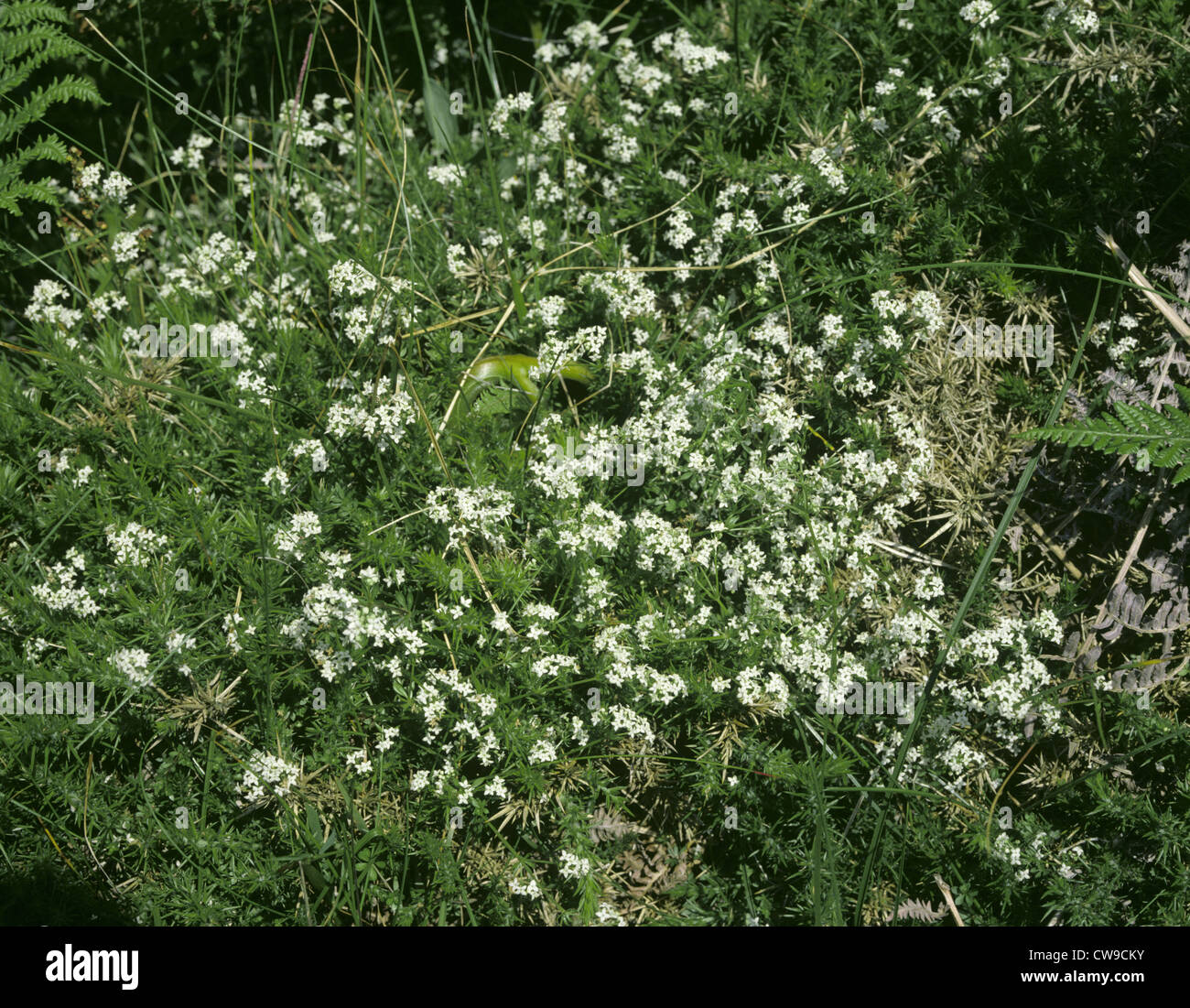 HEATH BEDSTRAW Galium saxatile (Rubiaceae Stock Photo - Alamy