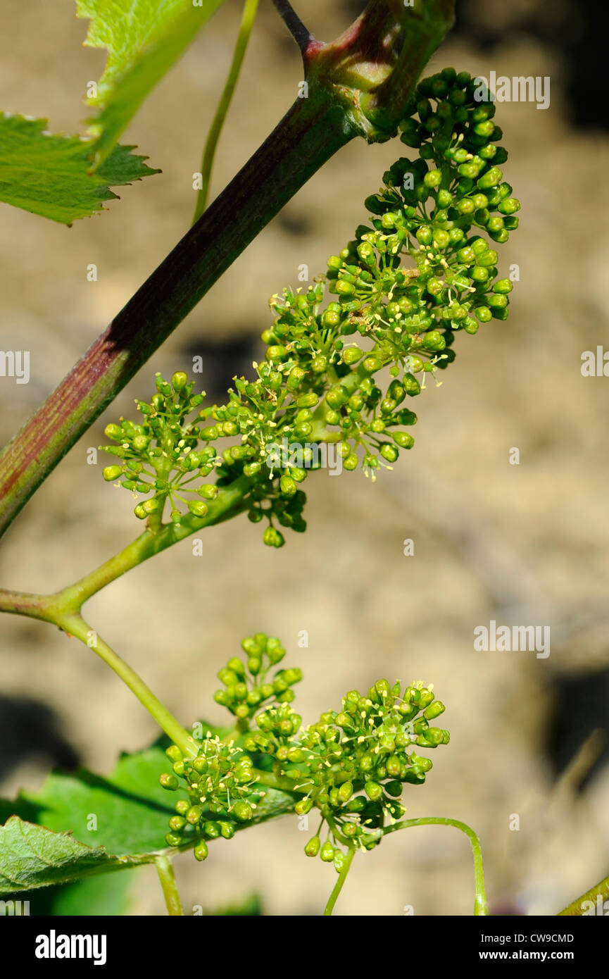 Greek farming greece grape vines hi-res stock photography and images ...