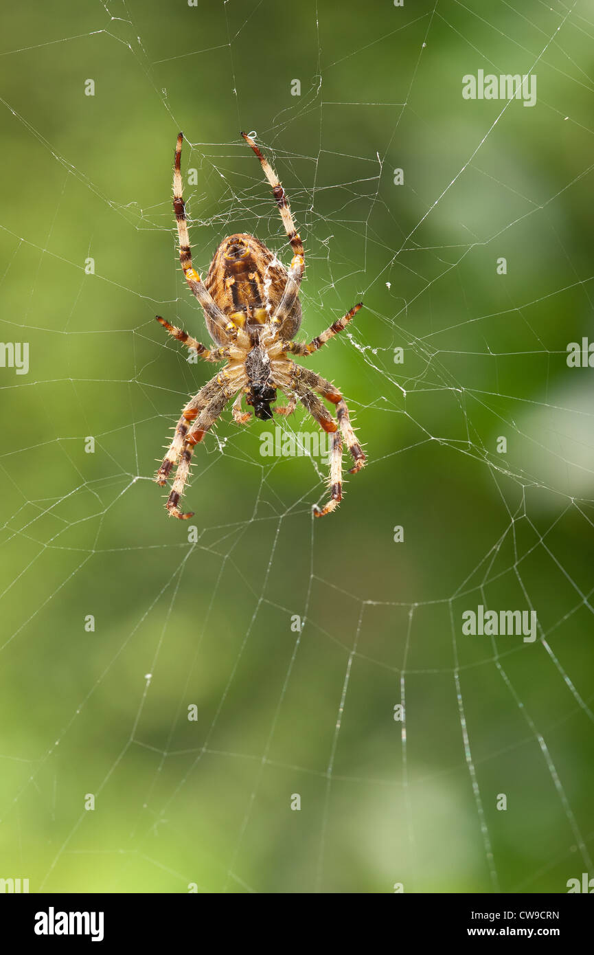 Common european house spider hi-res stock photography and images - Alamy