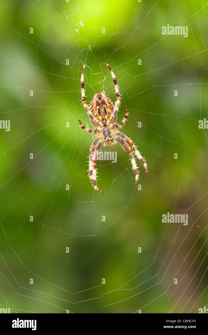 Common european house spider hi-res stock photography and images - Alamy