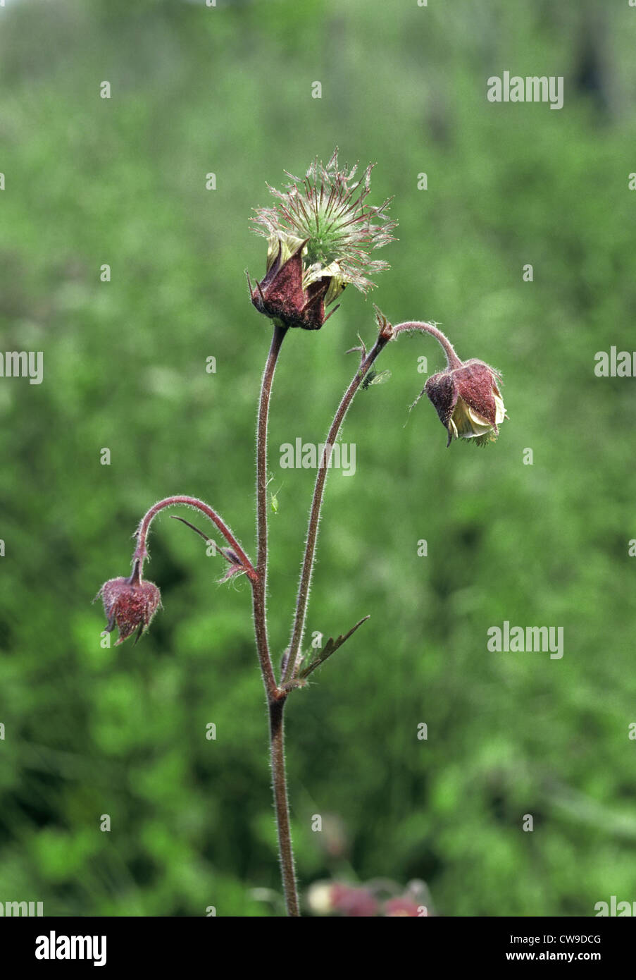 WATER AVENS Geum rivale (Rosaceae Stock Photo - Alamy