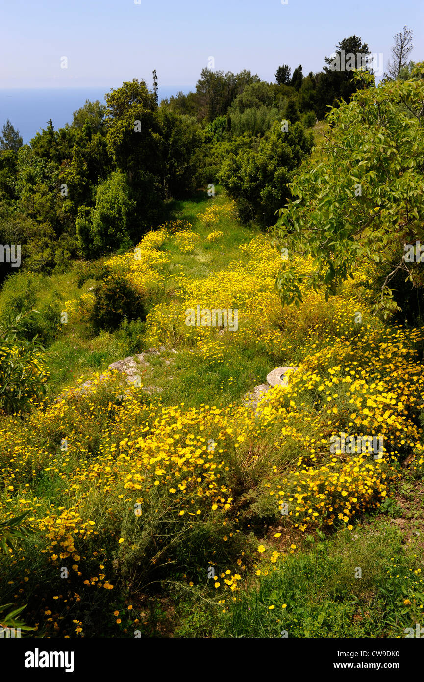 Yellow Flowers Zakynthos Greece Ionian Sea Mediterranean Island Stock ...