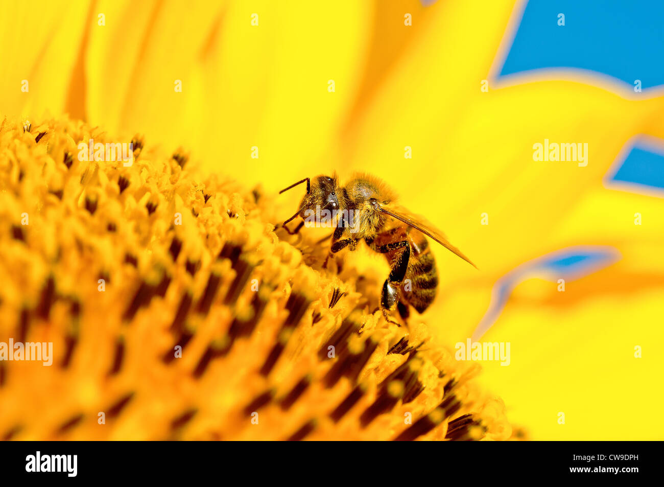 Honey bees working the Sunflowers Stock Photo - Alamy
