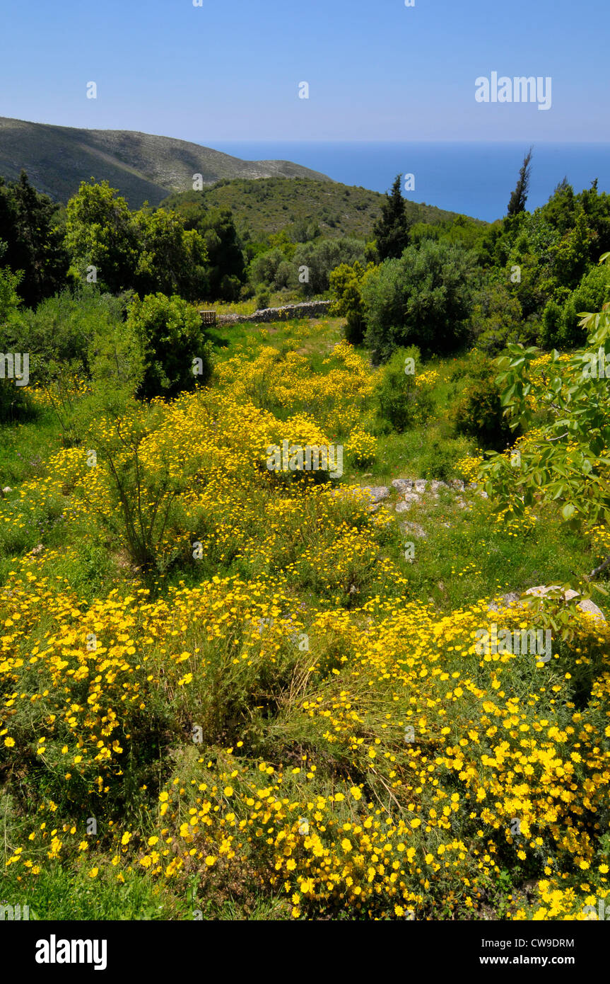 Yellow Flowers Zakynthos Greece Ionian Sea Mediterranean Island Stock ...