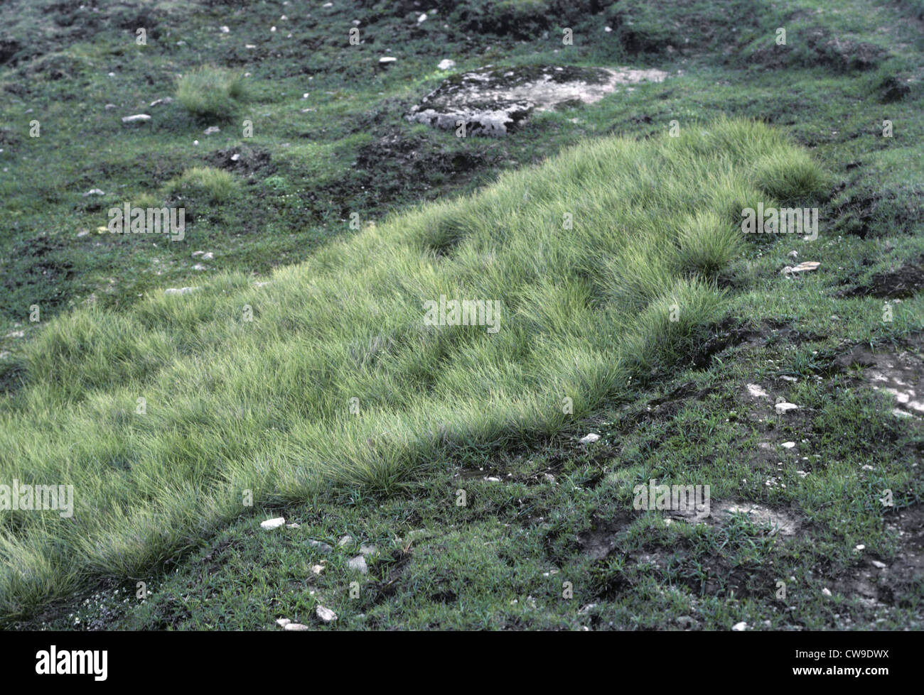 Mat Grass (Nardus stricta Stock Photo - Alamy