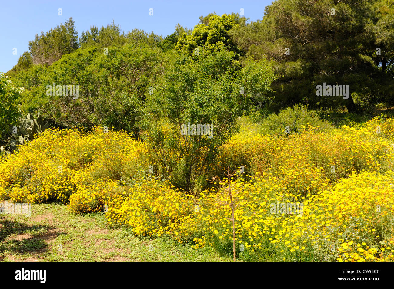 Yellow Flowers Zakynthos Greece Ionian Sea Mediterranean Island Stock ...