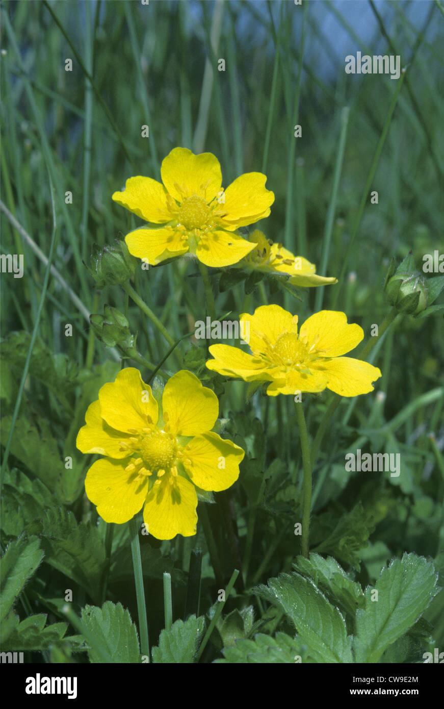 CREEPING CINQUEFOIL Potentilla reptans (Rosaceae Stock Photo - Alamy