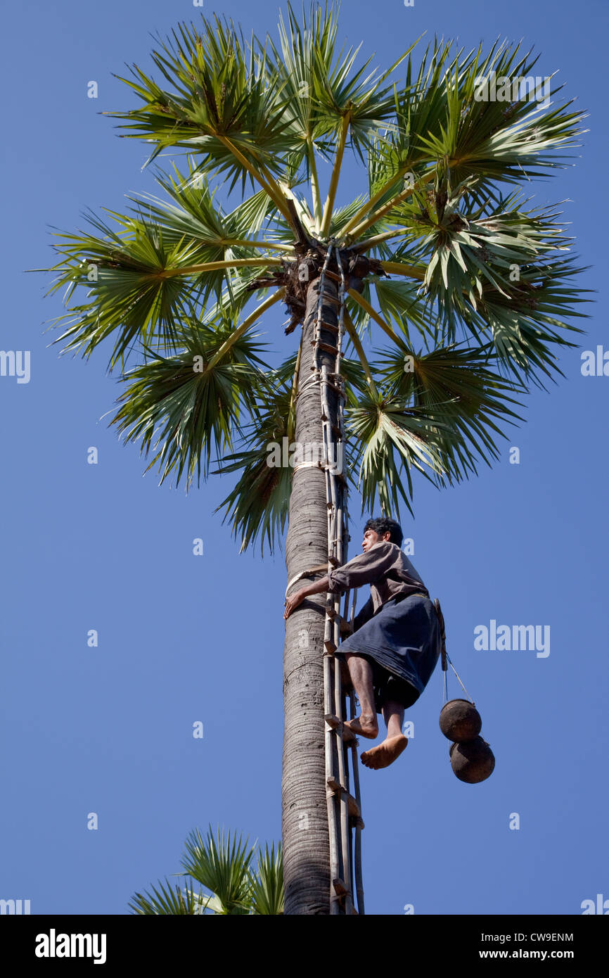 Myanmar, Burma, near Bagan. Climbing a Sugar Palm (Toddy Palm Stock ...