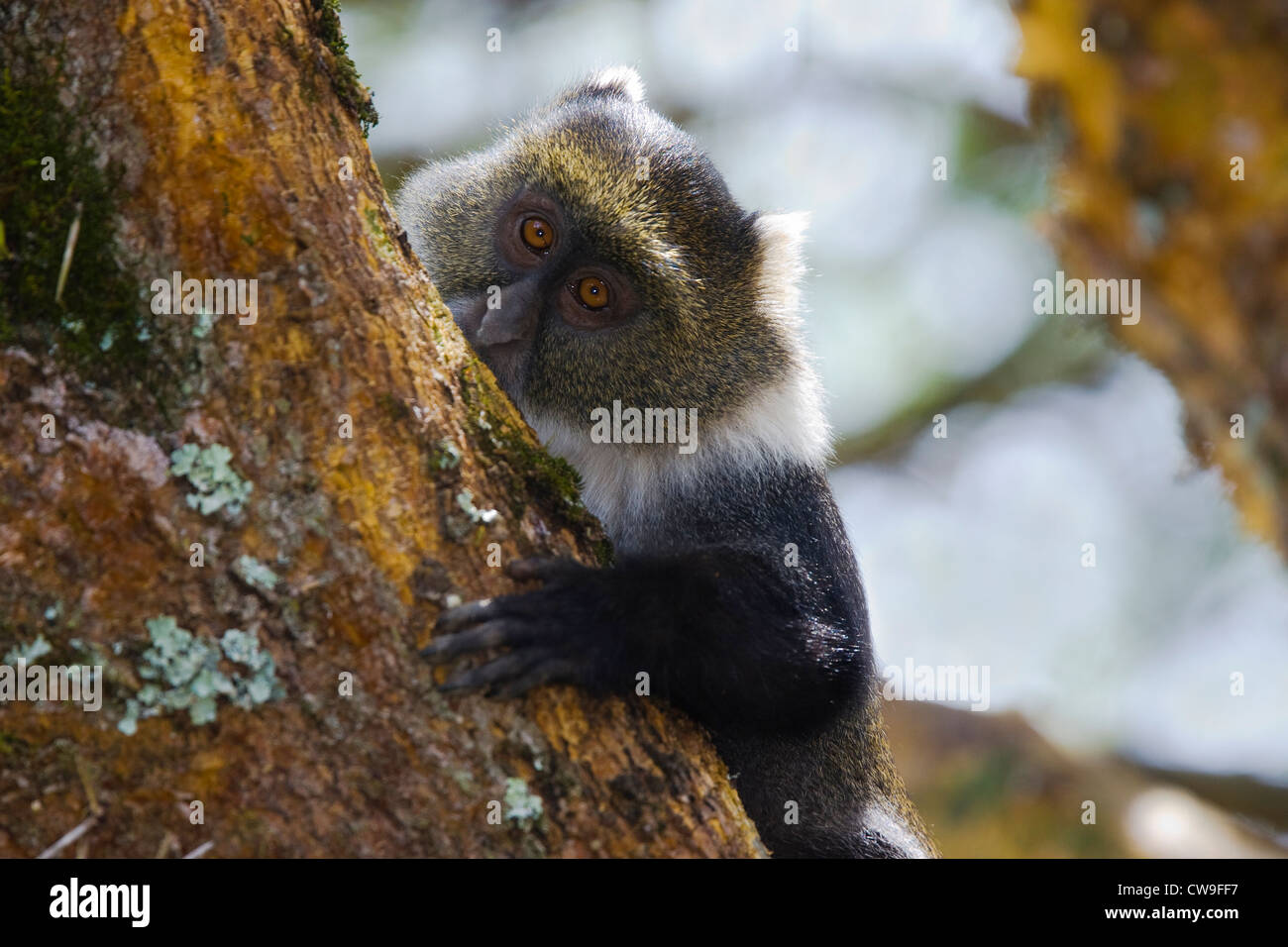 MOUNT KENYA SYKES' or KOLB'S WHITE-COLLARED MONKEY (Cercopithecus mitis ...