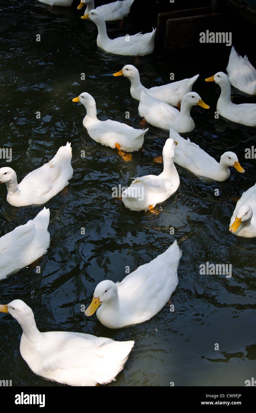 White ducks side pond hi-res stock photography and images - Alamy