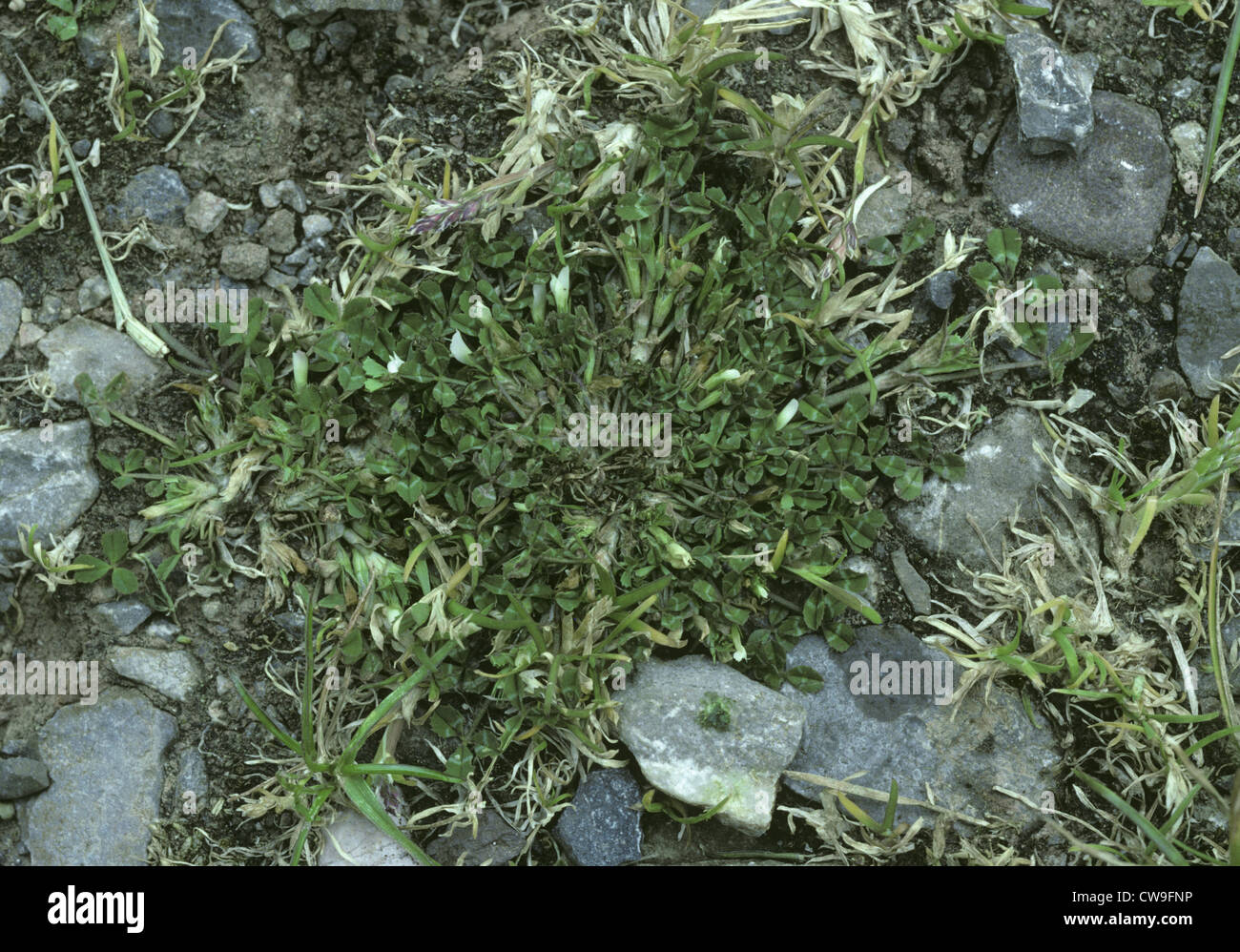 BIRD’S-FOOT CLOVER Trifolium ornithopodioides (Fabaceae Stock Photo - Alamy