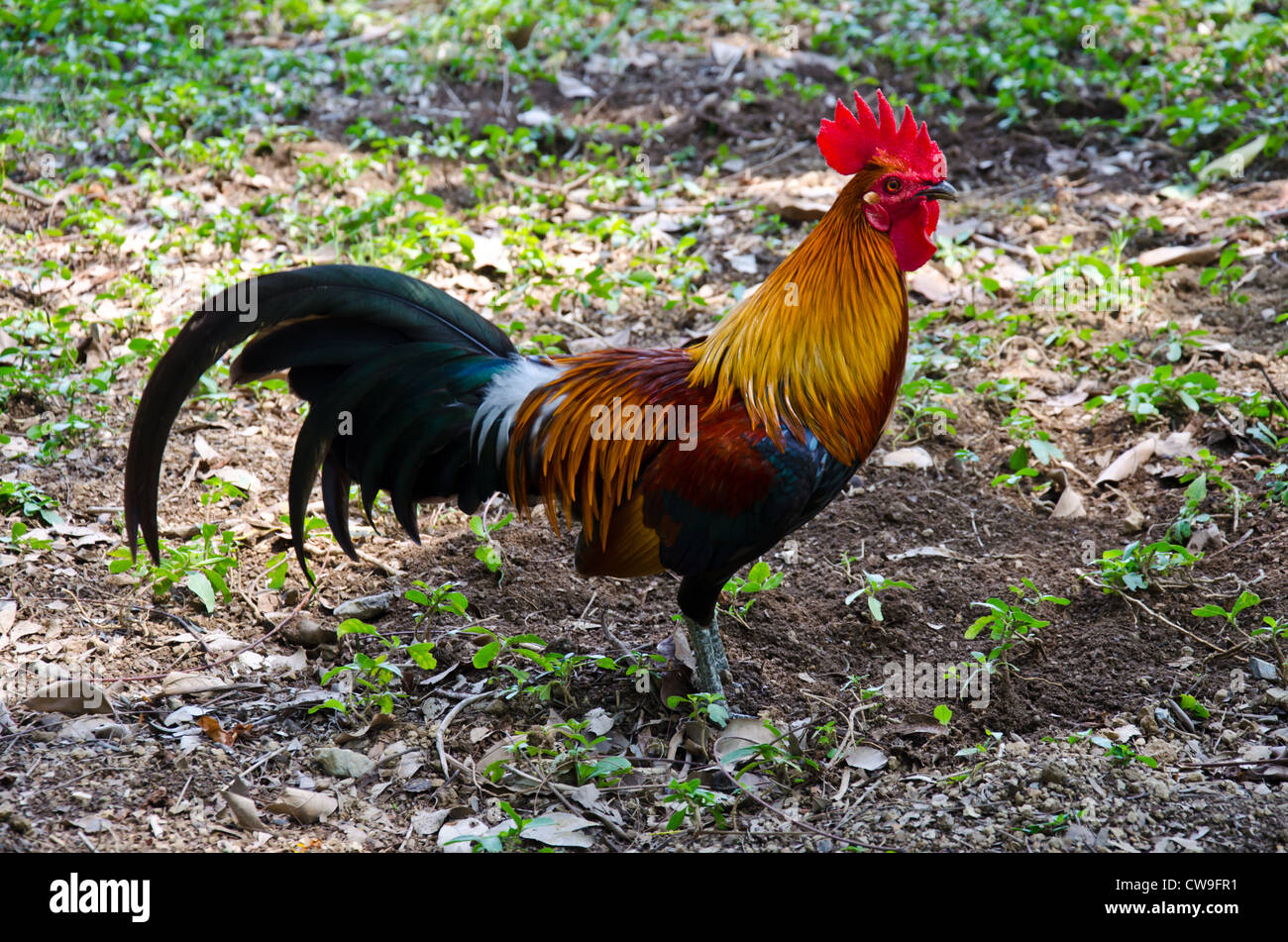 thai bantum chicken Stock Photo - Alamy