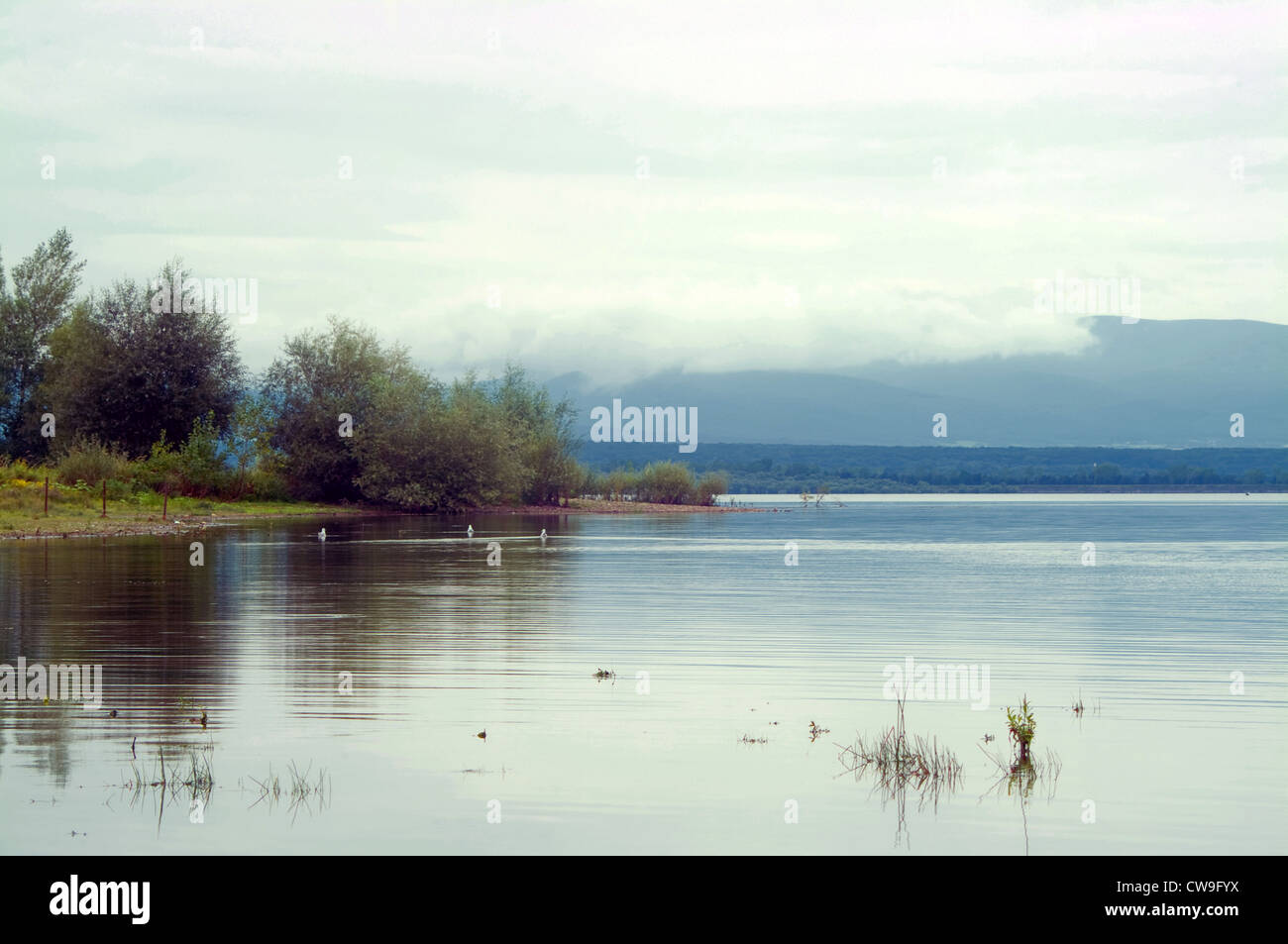 Reeds growing along shore hi-res stock photography and images - Alamy