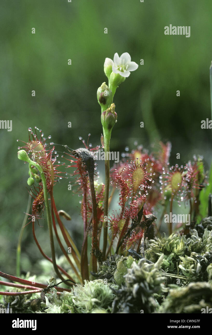 OBLONG-LEAVED SUNDEW Drosera intermedia (Droseraceae Stock Photo - Alamy
