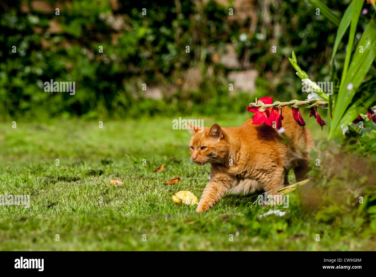 Ginger cat hunting hi-res stock photography and images - Alamy